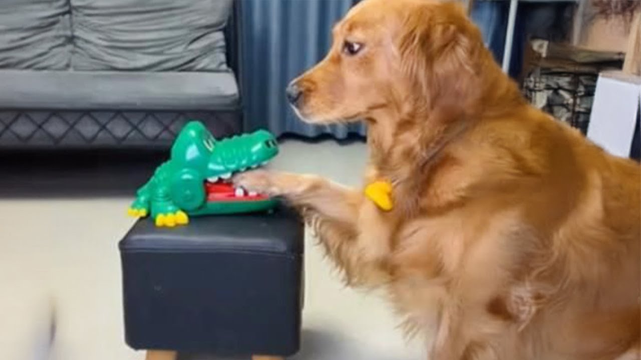 Dramatic Dog Reacts Like a Star in Comedy Telenovela