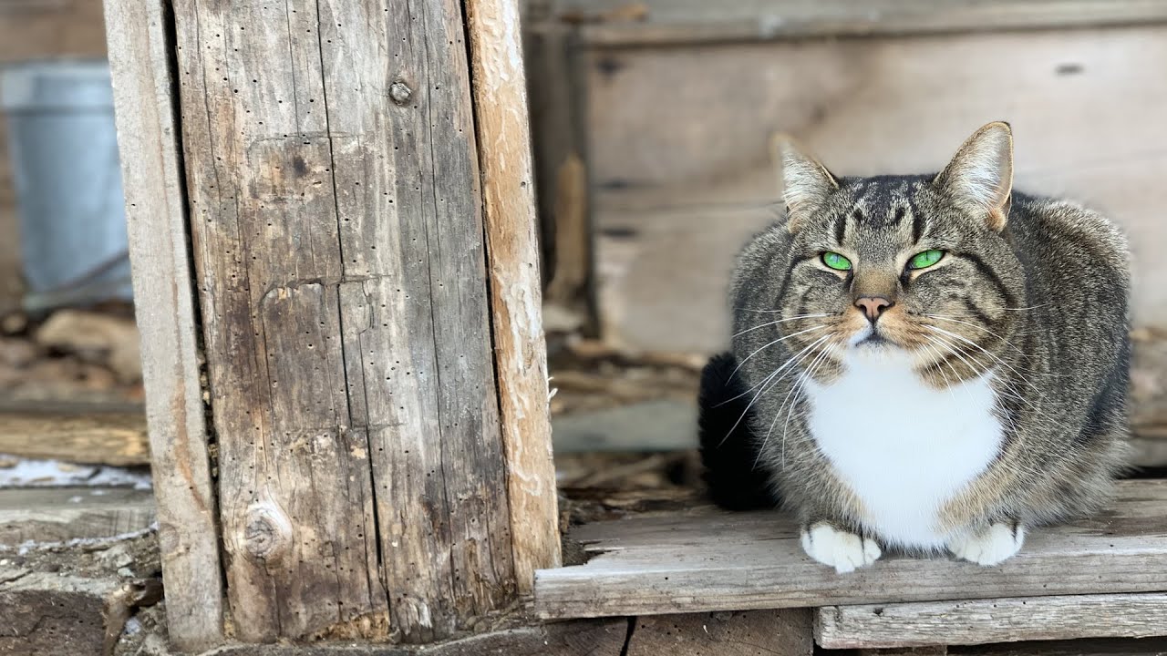 Constructing houses for barn cats improves animal welfare