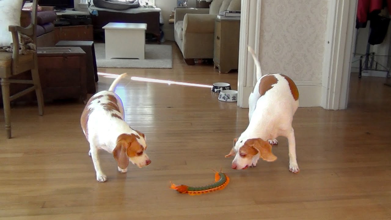A dog and his sister team up to defeat a giant centipede