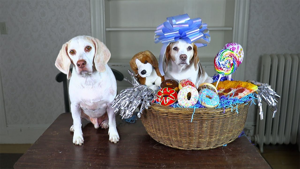 Beagle dog makes cutest gift basket ever DIY with friends