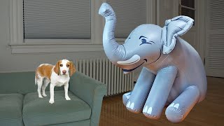 Puppy vs giant elephant and baby in wild prank moment