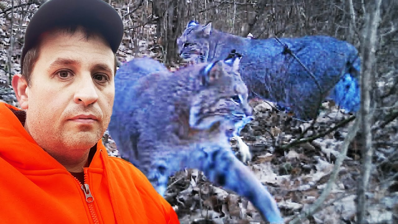 Trailcam Captures Wild Cats Around the Farm