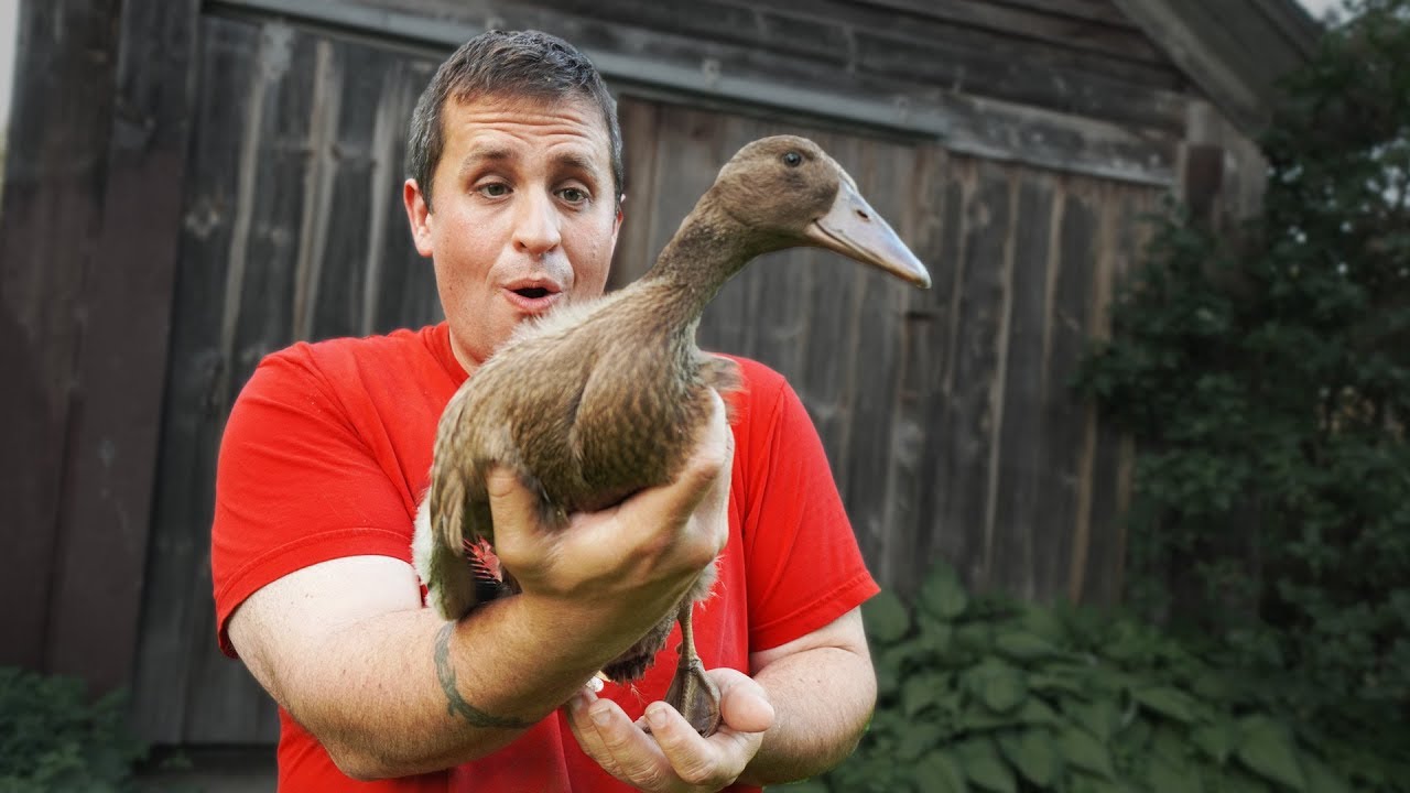 A day in the life of a part-time duck farmer