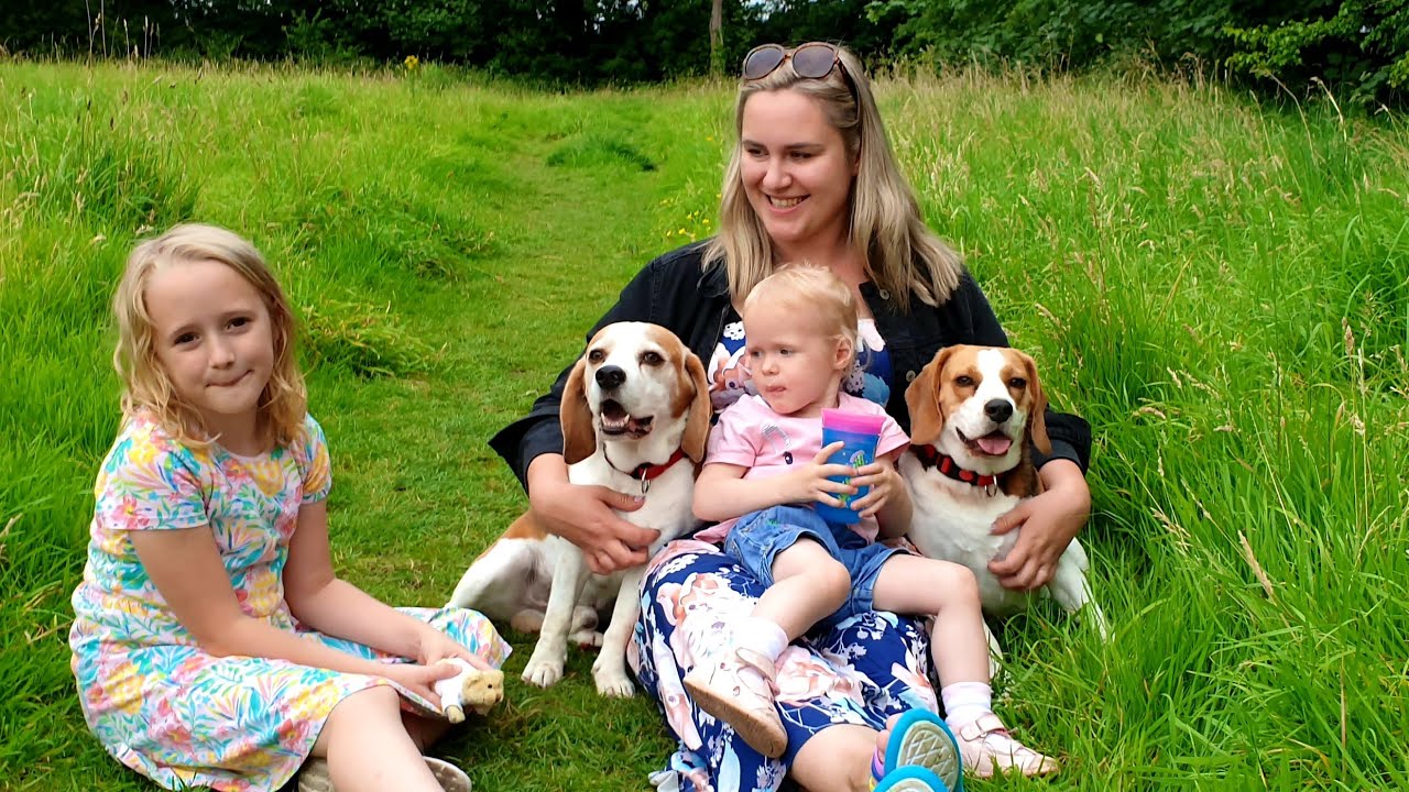 Beagle Lilly needs heart surgery | Latest update