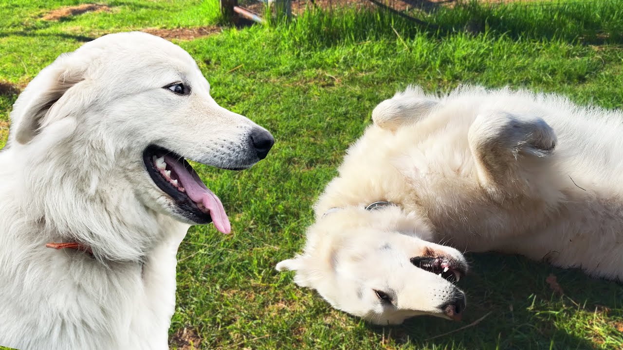 Toby Dog vs. Abby Dog: The Ultimate Farm Rivalry