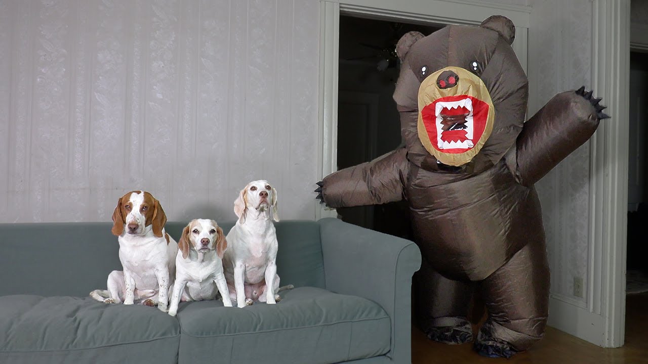 Dogs face evil teddy bear in playful spooky prank