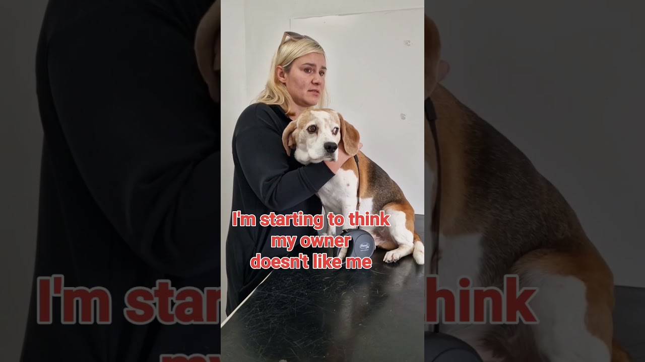 The drama begins when a beagle realizes he's going to the vet