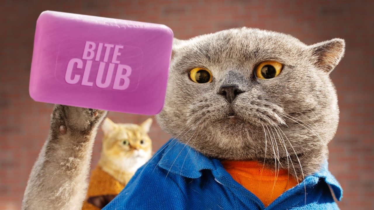 Cat tries to join the Bite Club in amusing video