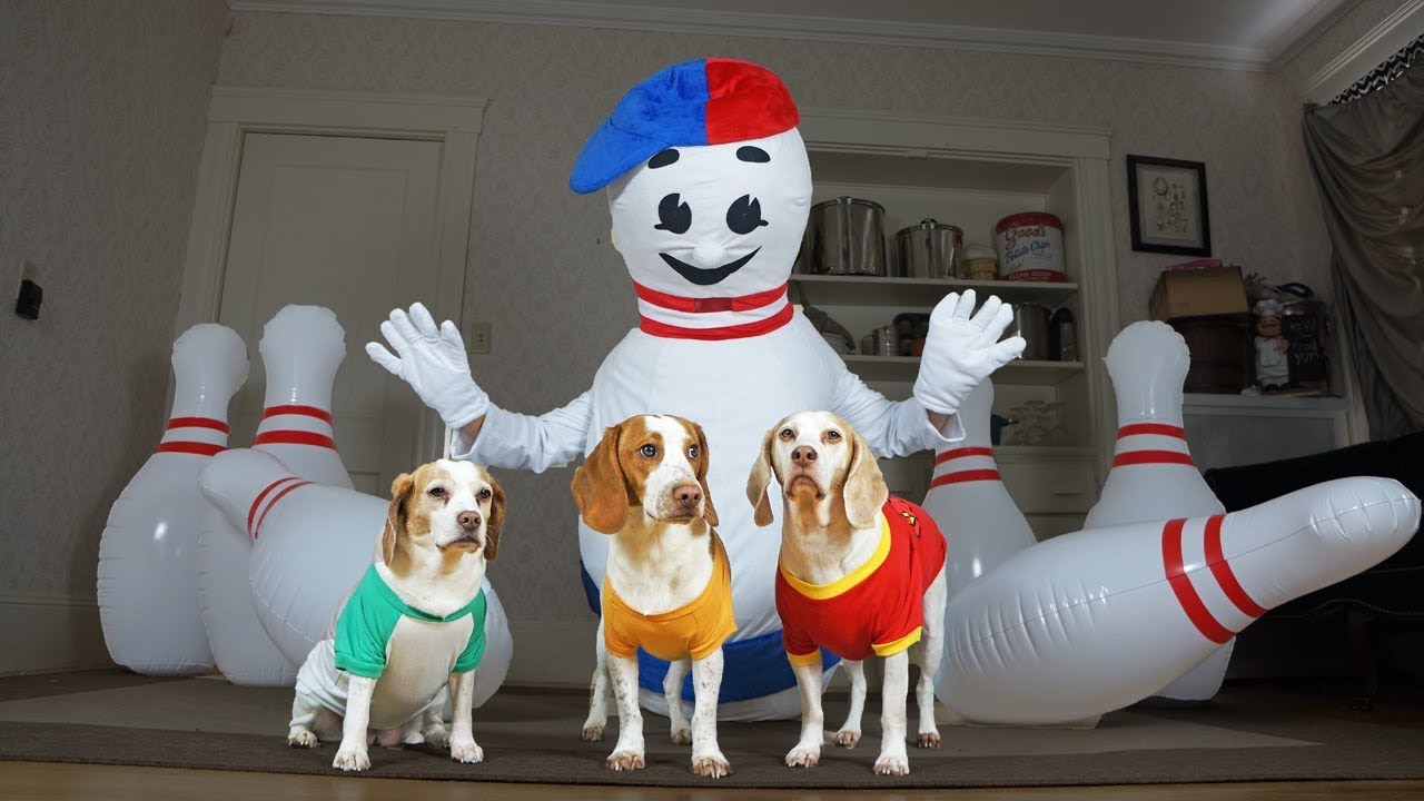 Dogs face bowling pins in silly prank at home