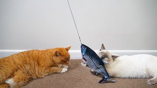 19-Year-Old Cat and Kitten Review Cat Toys: Surprising Reactions