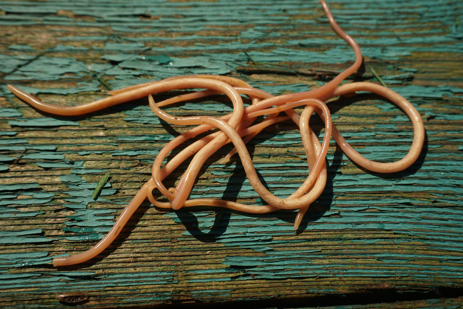 Babesiosis: How dangerous is this parasitic disease?