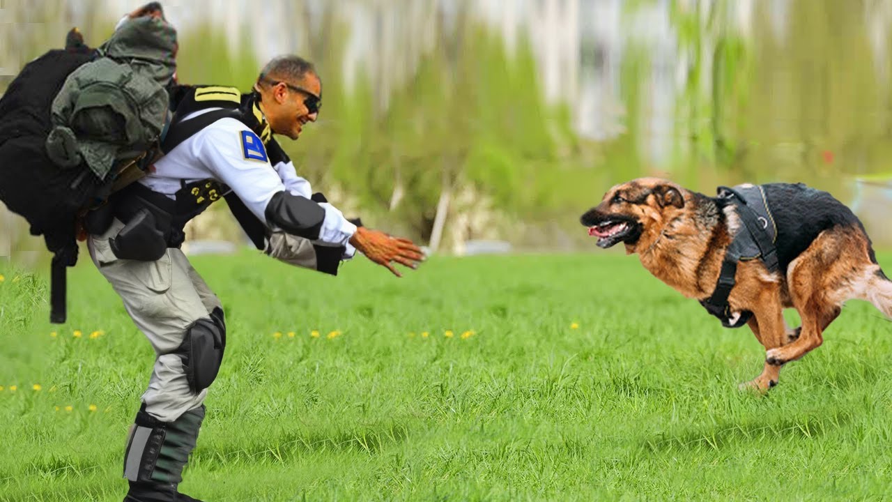 Emotional Reunions Between Animals and Loved Ones Melt Hearts
