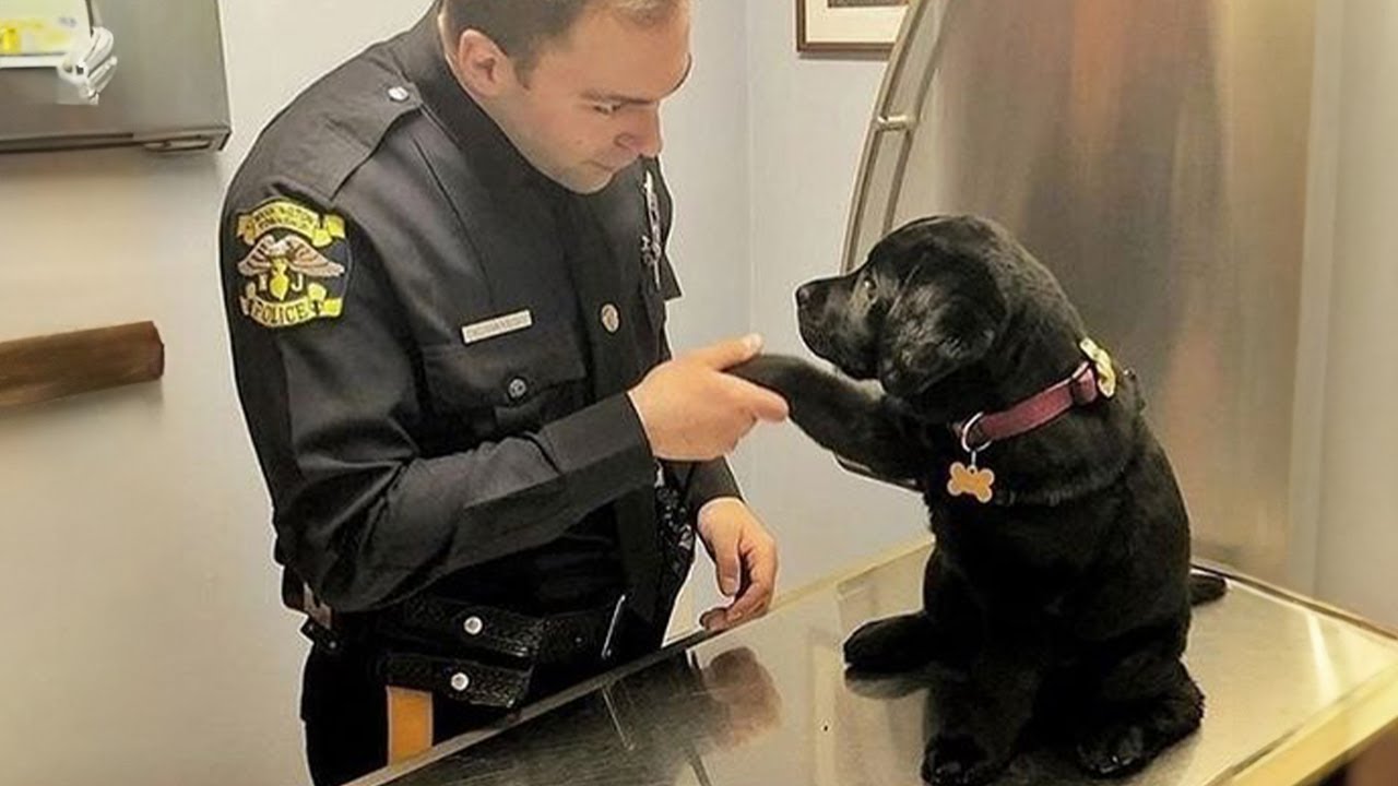 How a dog’s love can touch your soul and brighten your day