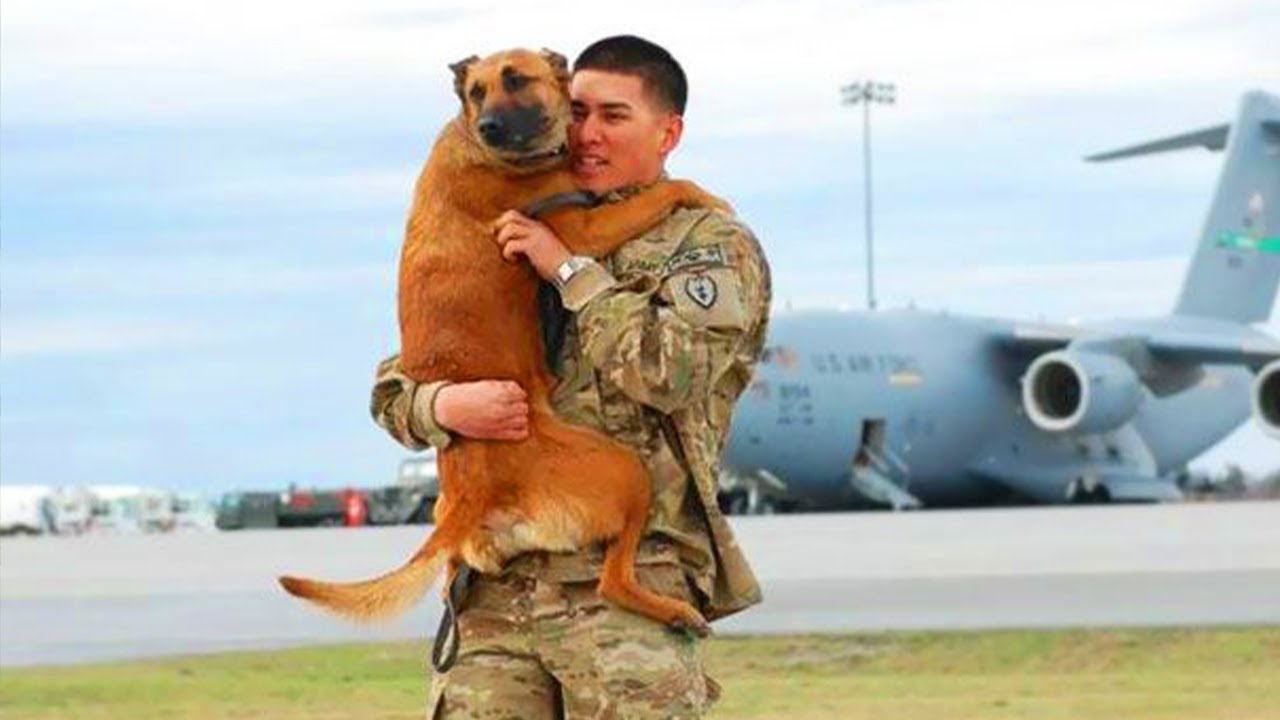 7 Dogs Who Reunited With Owners in the Sweetest Way
