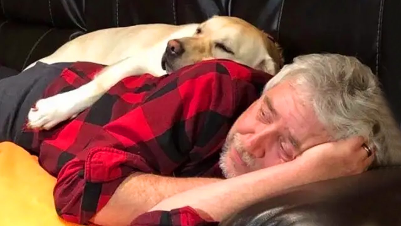 These Snuggly Dogs Can’t Stop Loving Their Humans