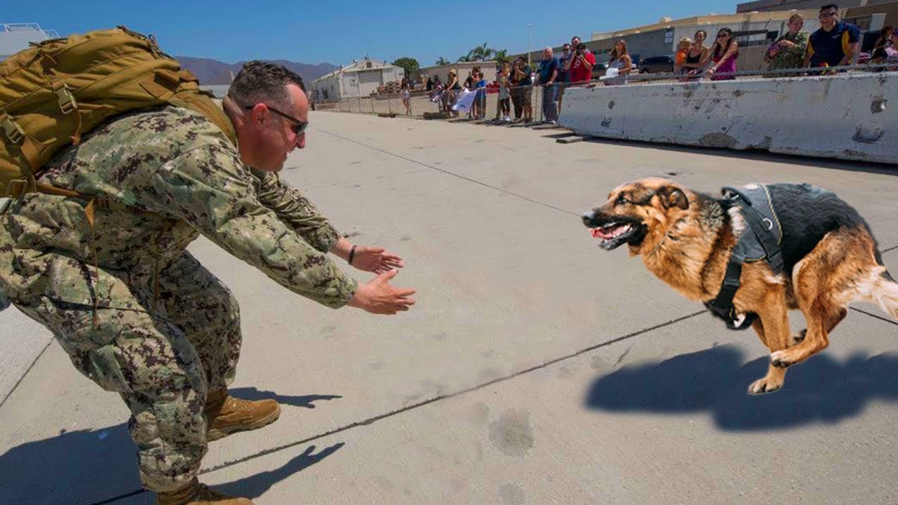 Animals reunite with owners in heart-melting emotional moments