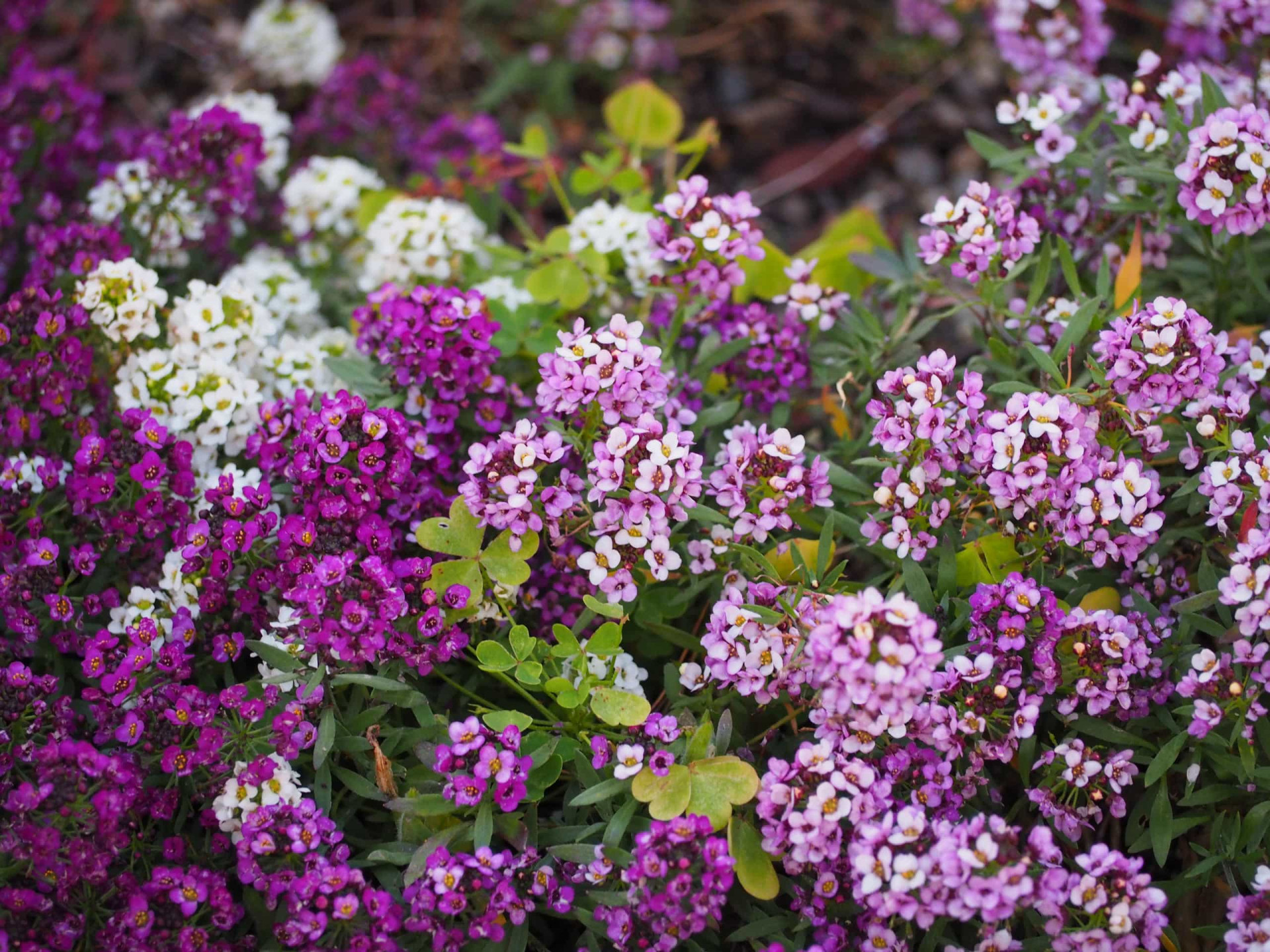 The most fragrant flowers to plant in your garden