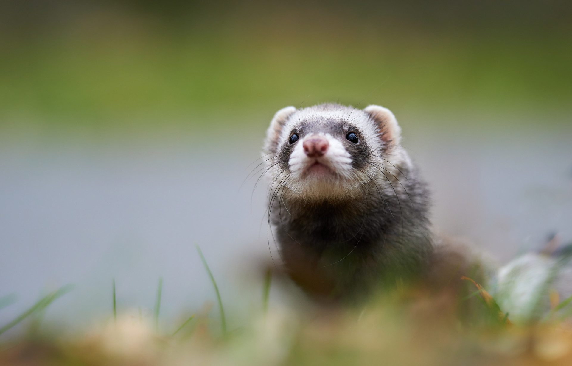 Que savez-vous sur les furets