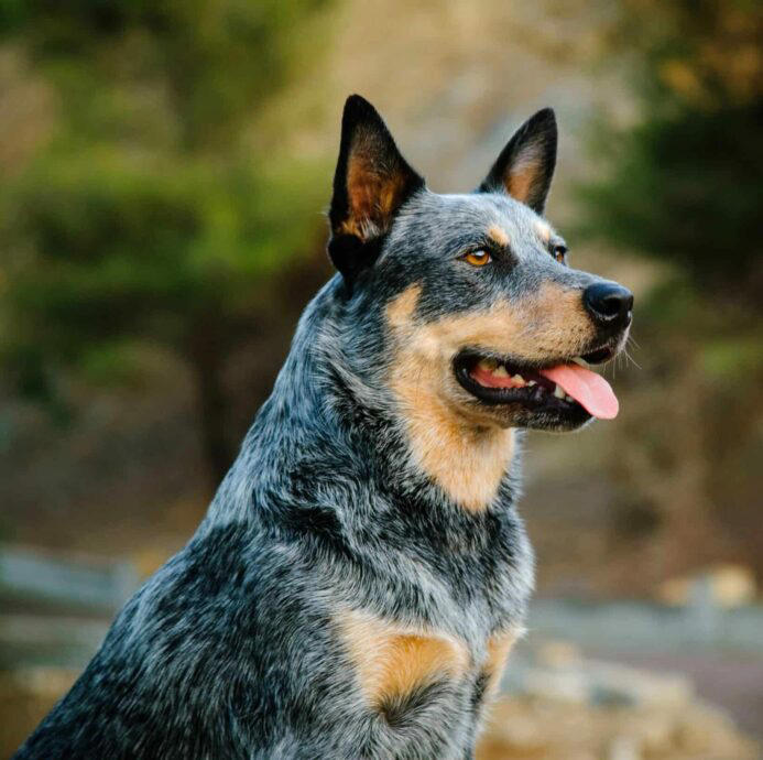 The Blue Heeler: Meet this versatile, hardworking Australian cattle dog
