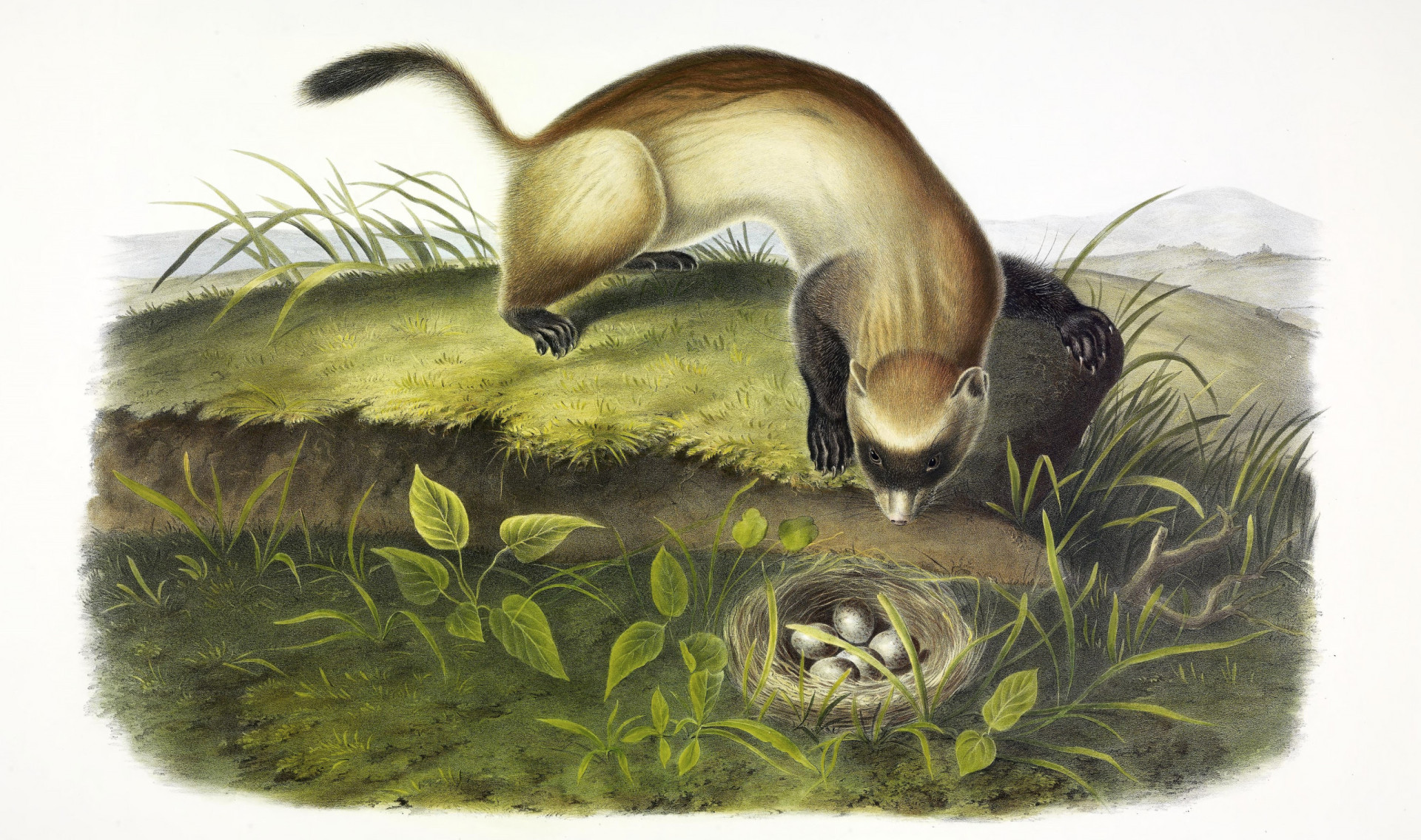 Que savez-vous sur les furets