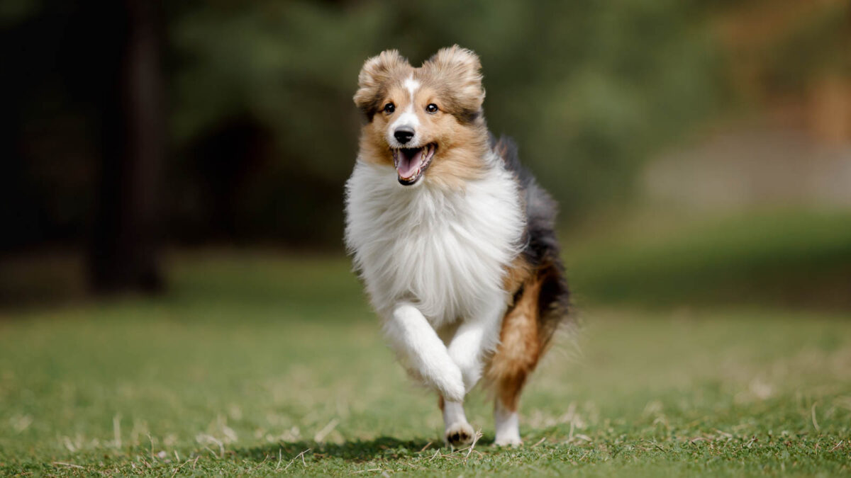11 Dog Breeds Known For Their Incredible Endurance