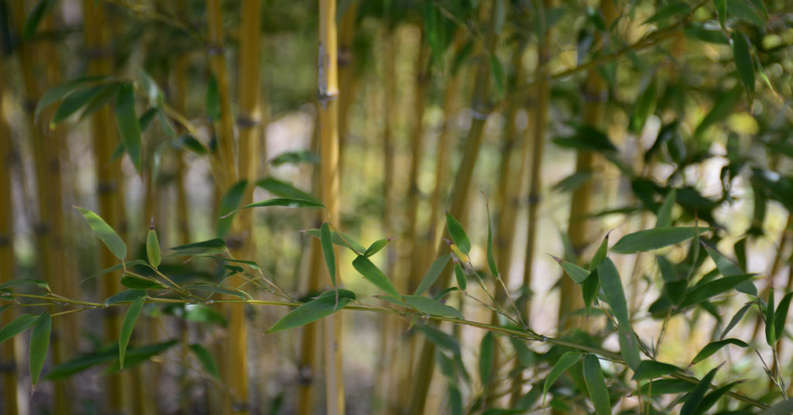 Plants with Spiritual and Religious Significance Plants with Spiritual and Religious Significance