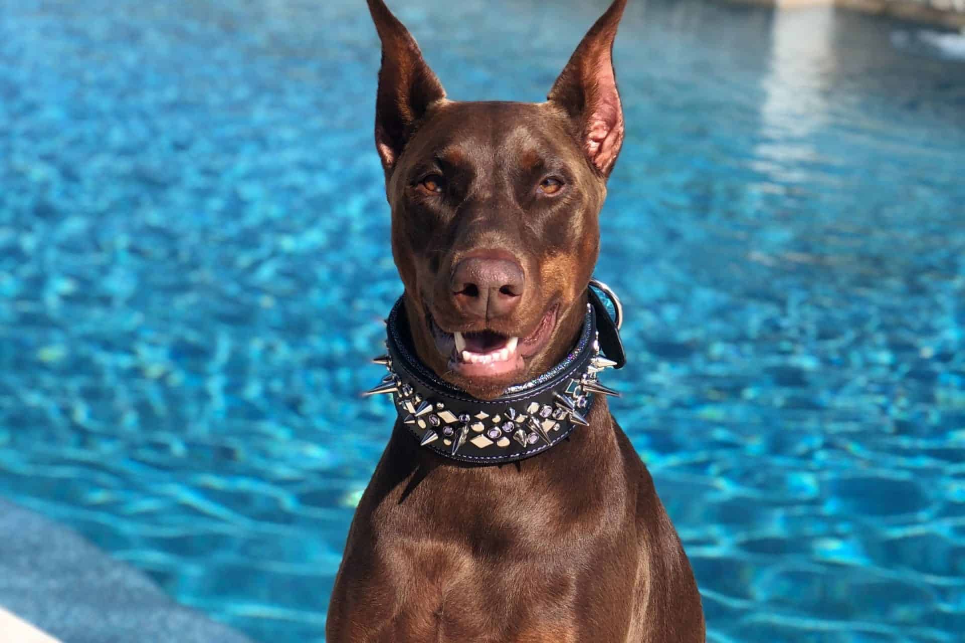 Choosing Between a Rottweiler or Doberman? Here are Traits to Consider.