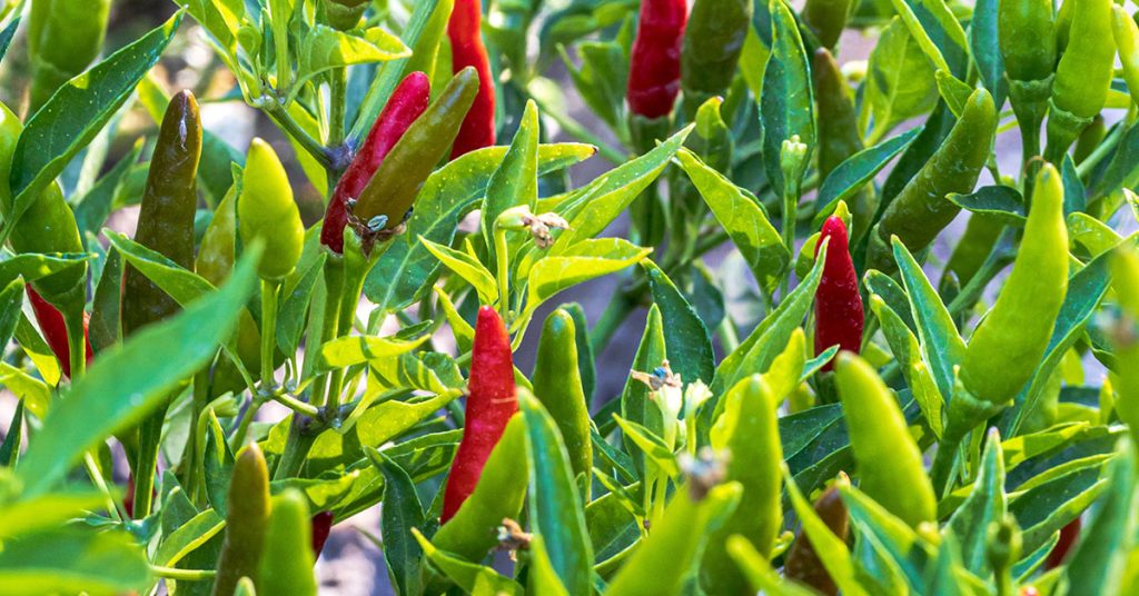 10 Spiciest Peppers To Grow In Your Garden For Some Extra Heat