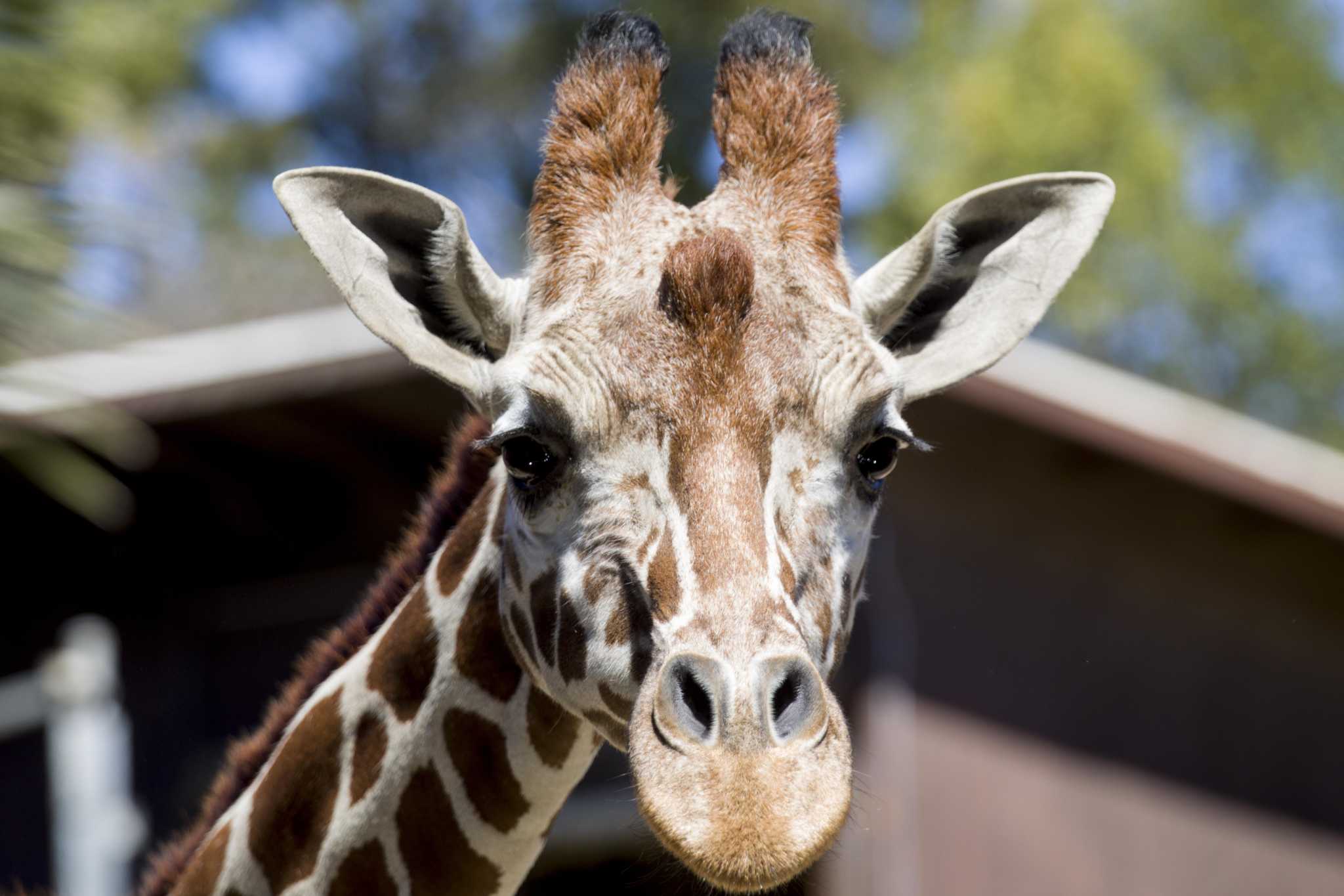 Texas zoo mourns giraffe's death after severe injury during mating attempt