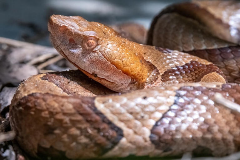 Three venomous snake species found in Ohio
