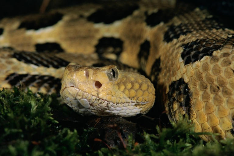 Three venomous snake species found in Ohio
