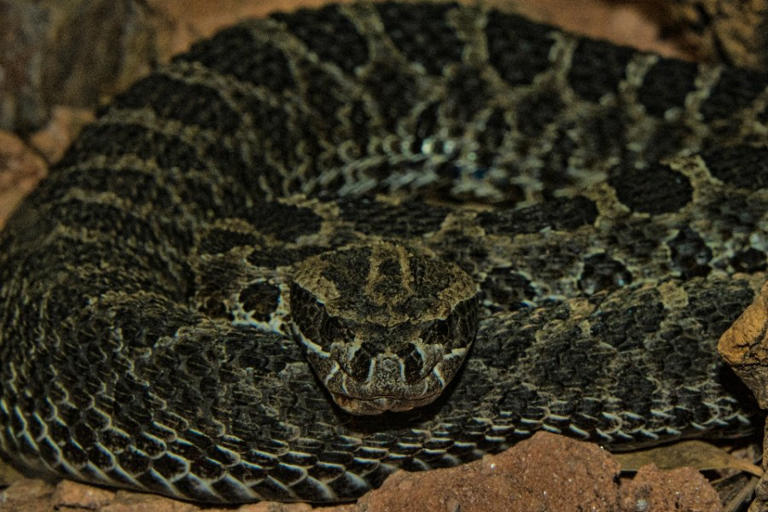 Three venomous snake species found in Ohio