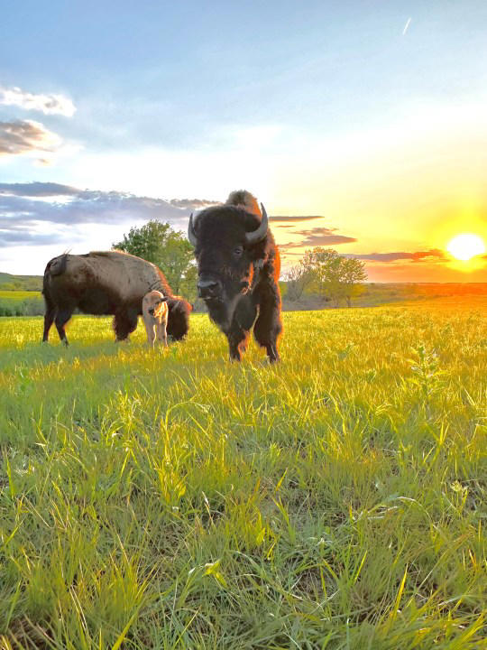 Is bison hunting allowed in Kansas?