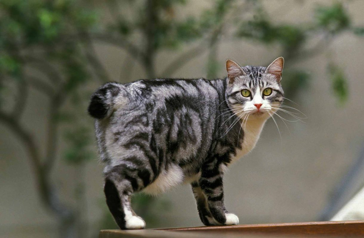 Think Your Cat Is Happy? These 10 Signs Will Tell You for Sure