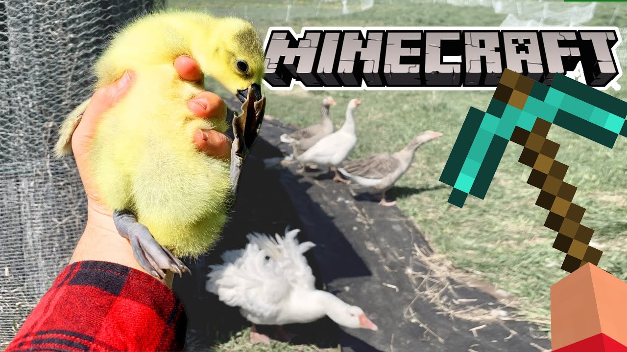 How Farming Real Life Feels Like Playing Minecraft