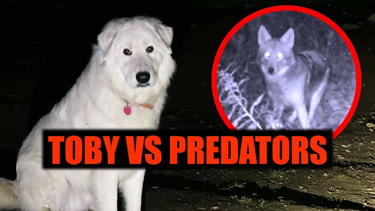 Overnight Patrol With My Livestock Guardian Dog