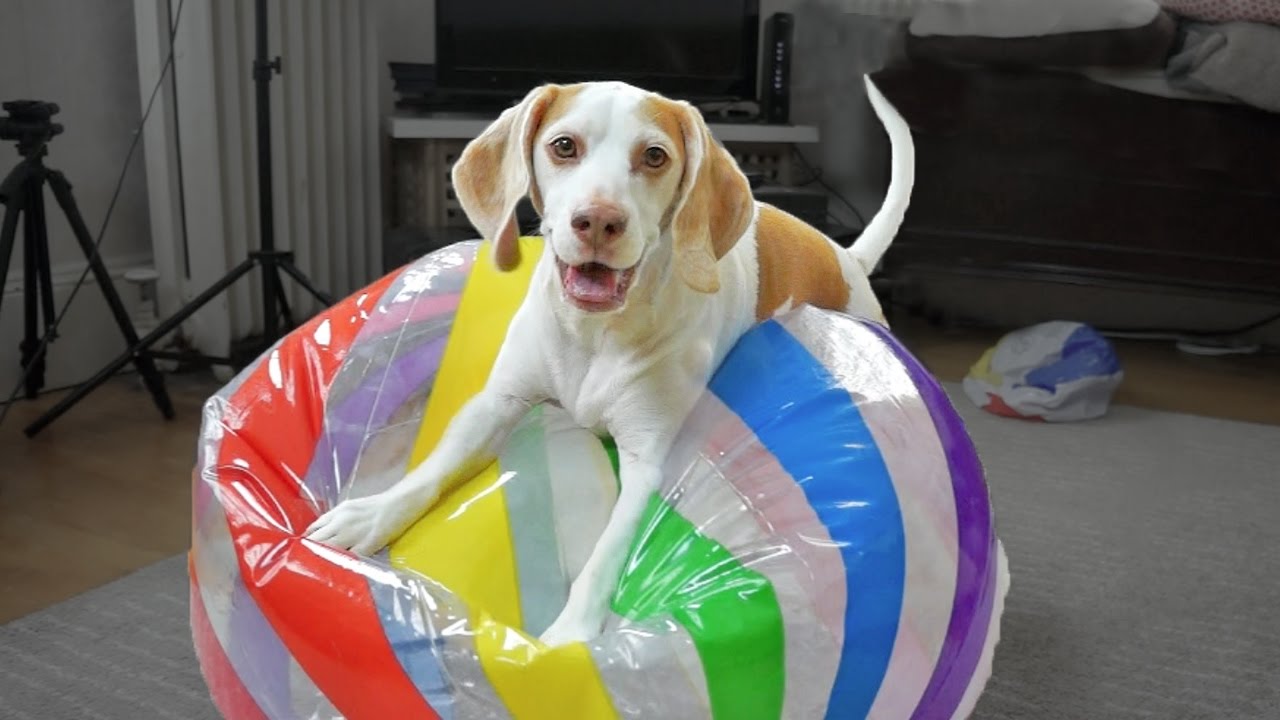 A dog wags its tail hundreds of times and charms everyone