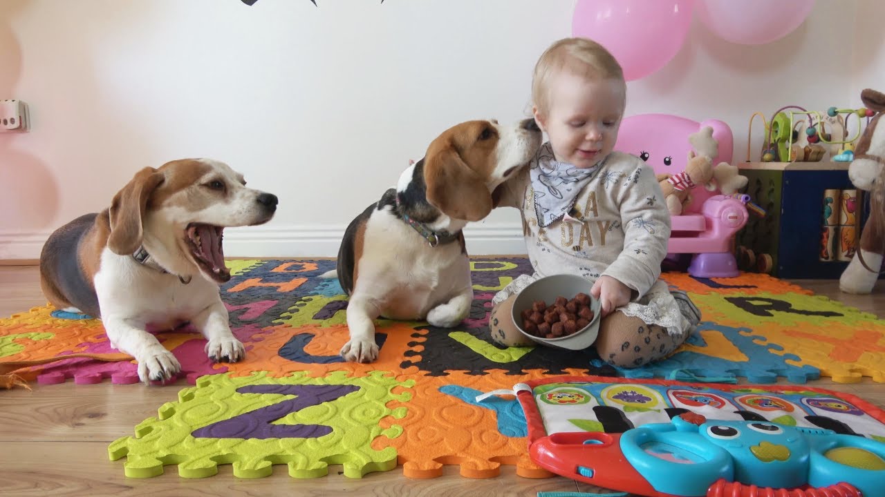 Heartwarming bond grows between beagle dogs and baby