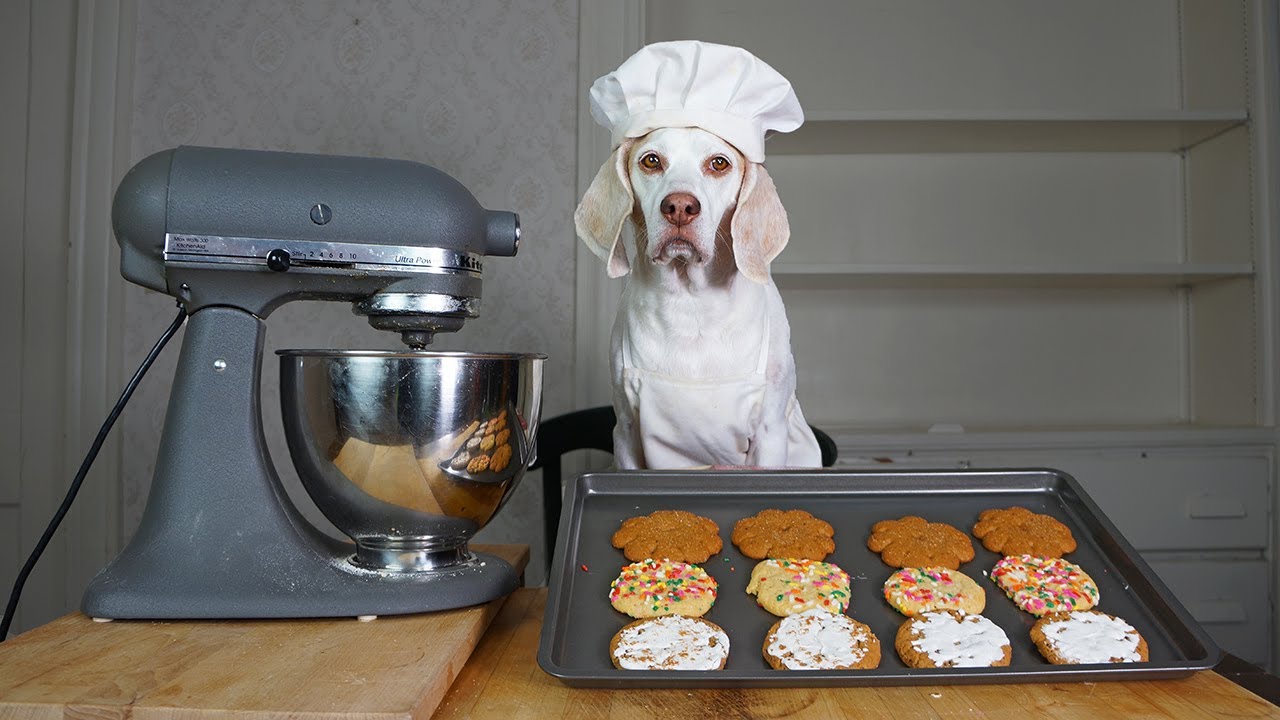 "Chef Dog Maymo Bakes Sugar, Peanut Butter & Oatmeal Cookies"