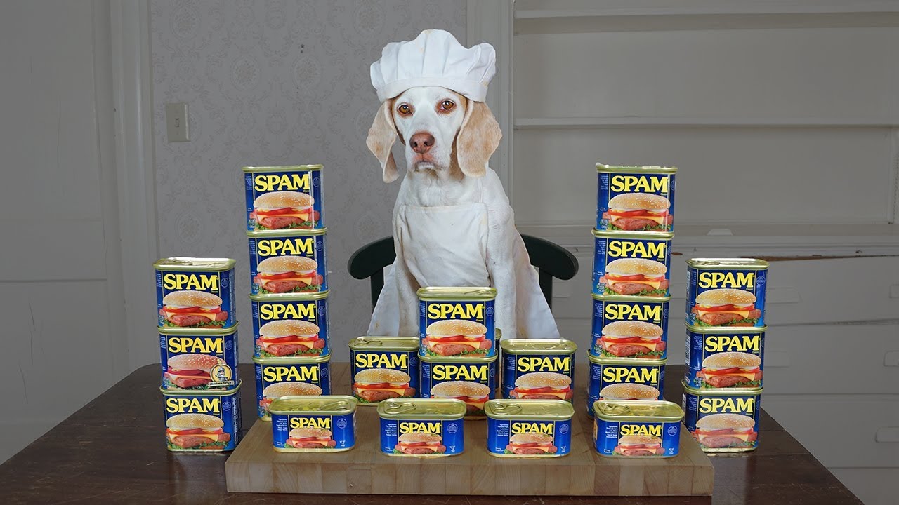 Chef dog cooks spam into hilarious treats