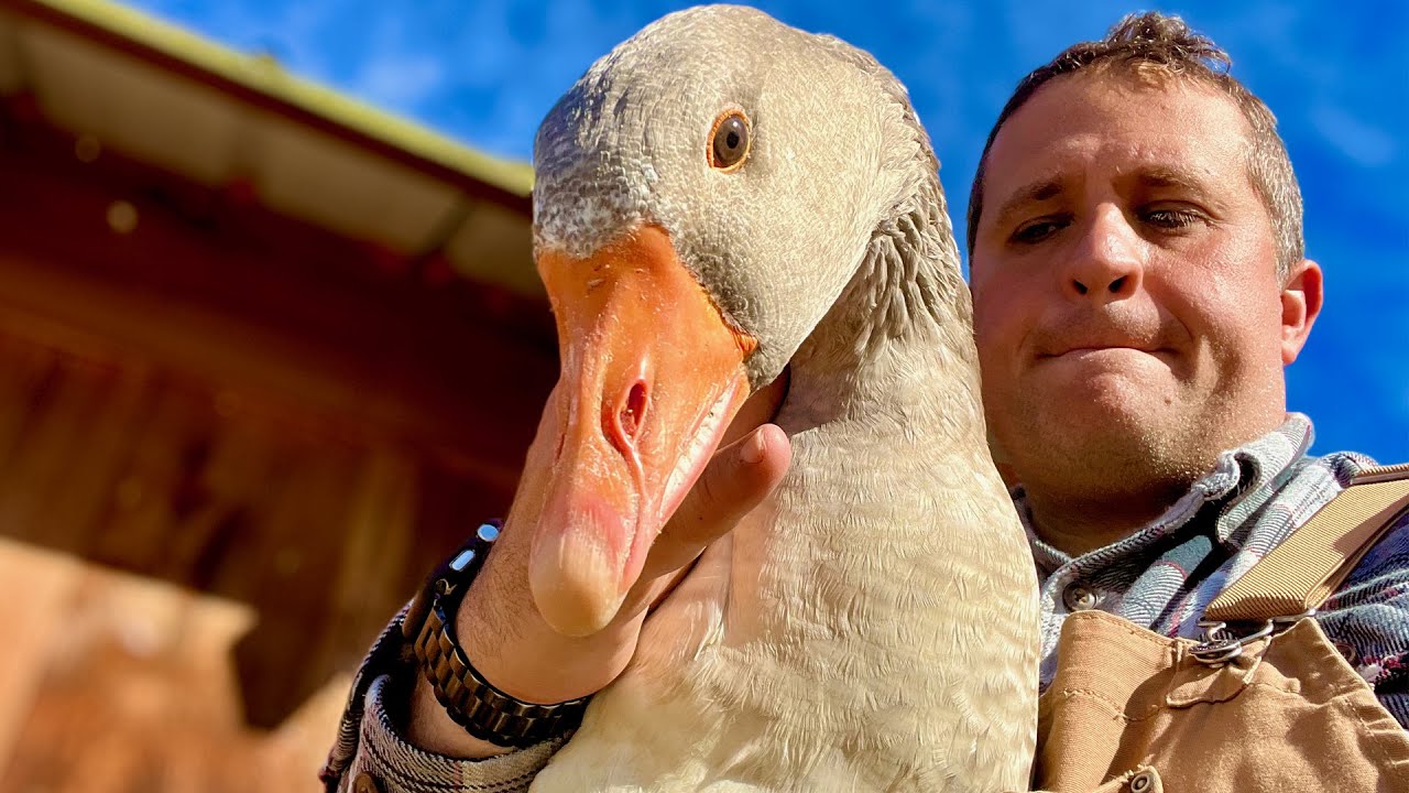 Does saying goodbye to farm animals ever get easier?