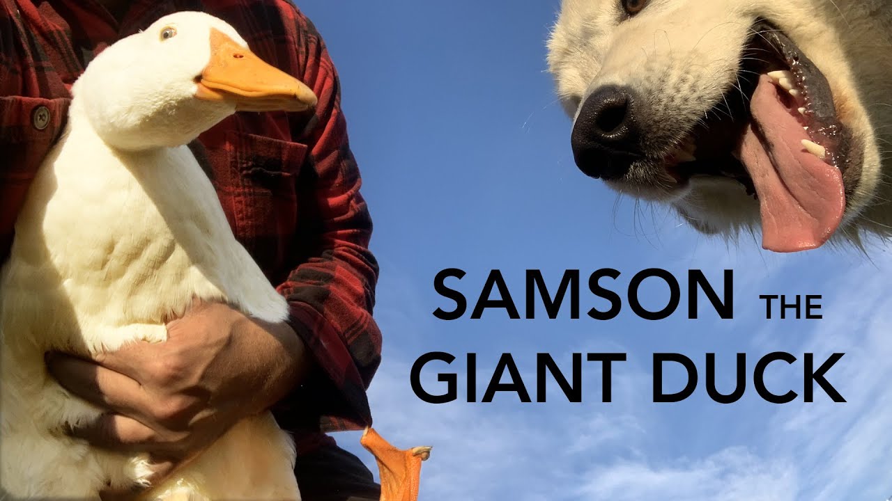 My big fat duck only wants affection and love