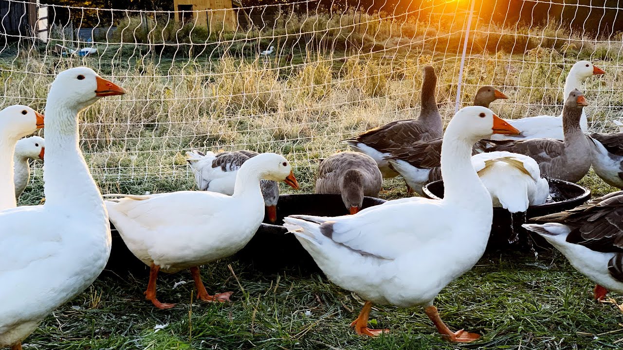 The Right Way to Find New Homes for Farm Geese