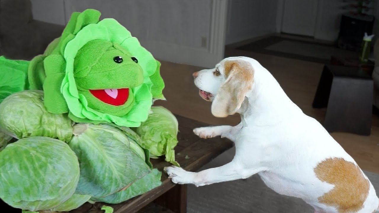 Dogs react hilariously to an annoying cabbage prank