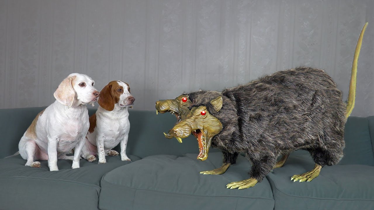 "Two-Headed Rat Prank: Maymo, Potpie & Penny Take on the Sewer Rodent"