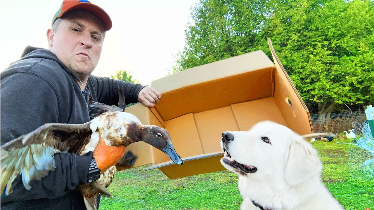 Chaos unfolds during moving day at the farm