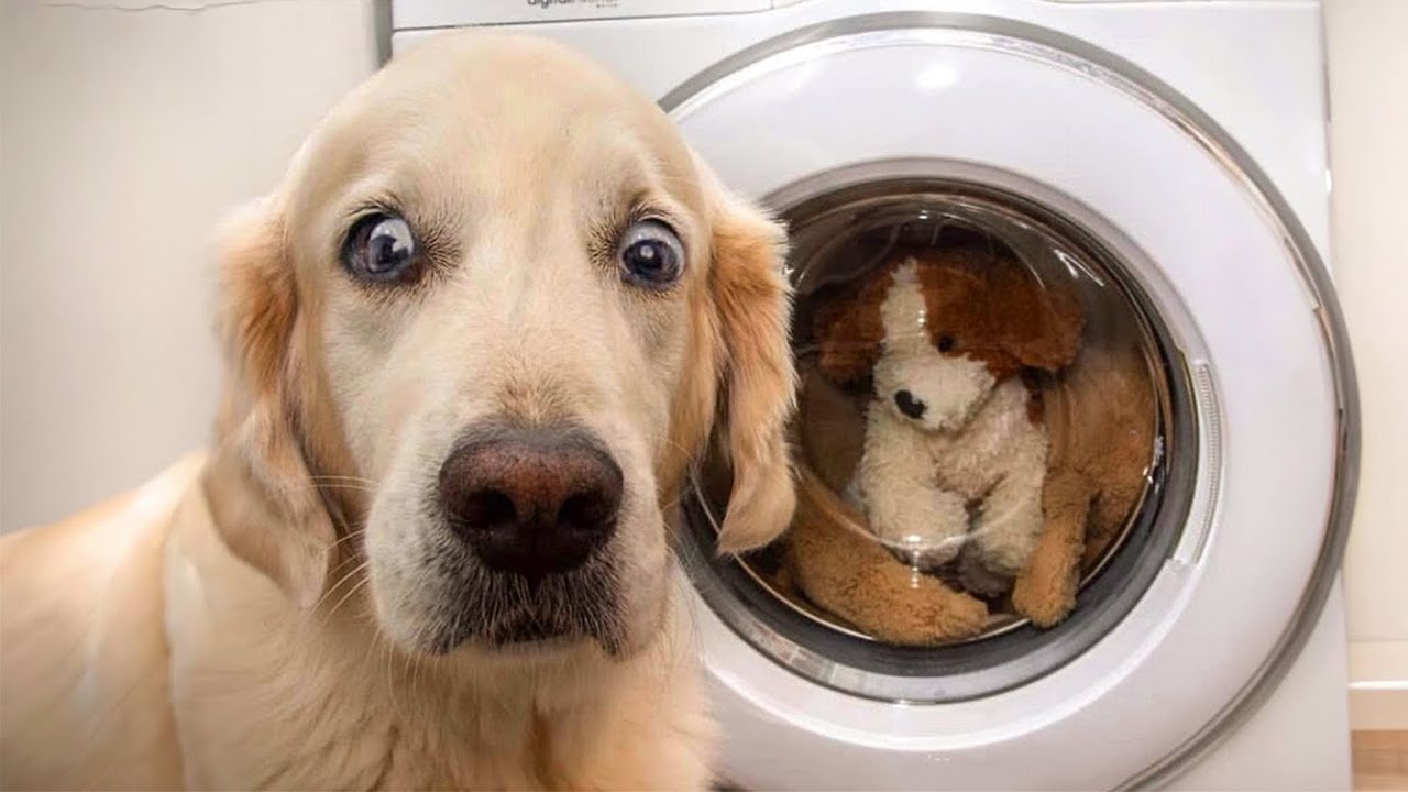 A golden retriever’s day is pure joy