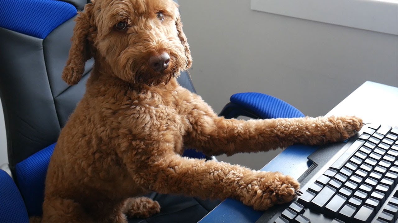 I switched lives with my dog for a day
