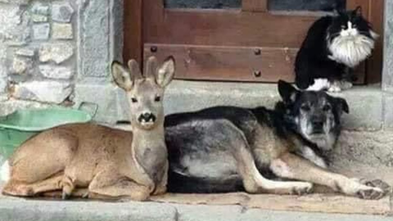 Dog Brings Unexpected Friends Home in Funniest Way