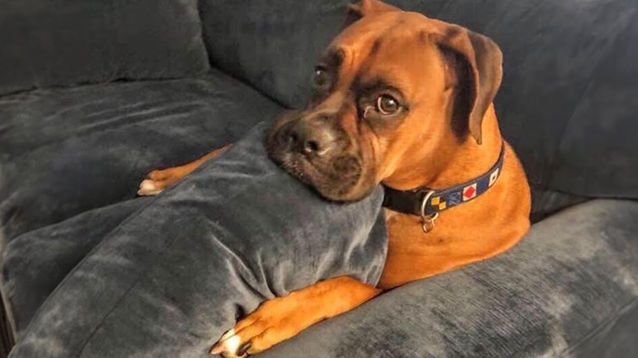 Funniest dog moments that’ll leave you laughing